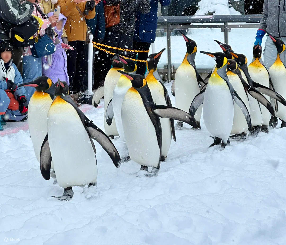[Depart from Sapporo｜Winter Only] Hokkaido Asahikawa Zoo Day Tour ...